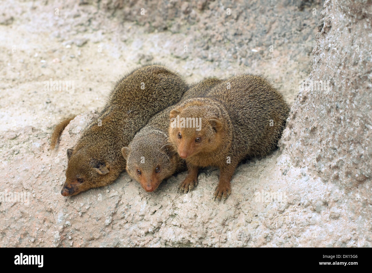 Baby Indian Mongoose