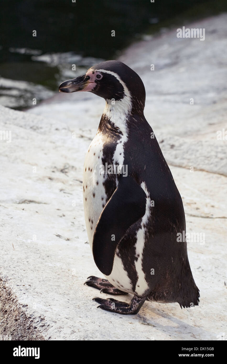 Portrait of a magellanic penguin photographed side-face Stock Photo - Alamy