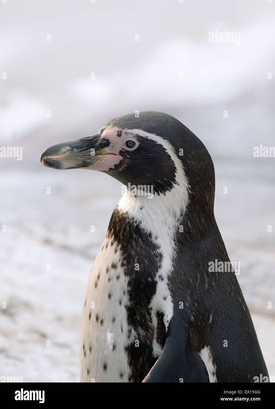 Portrait of a magellanic penguin photographed side-face Stock Photo - Alamy