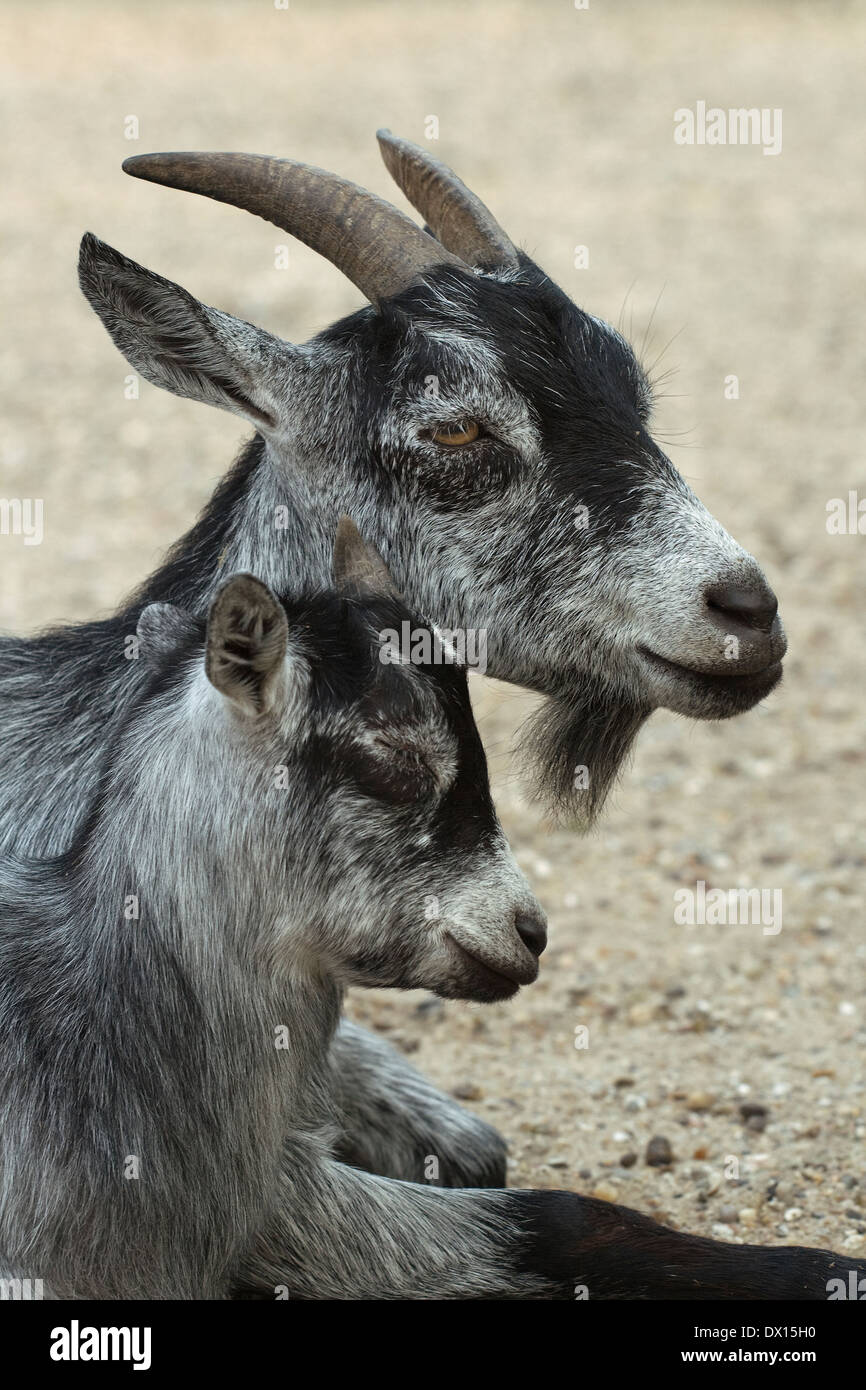 Baby goat mother hi-res stock photography and images - Alamy