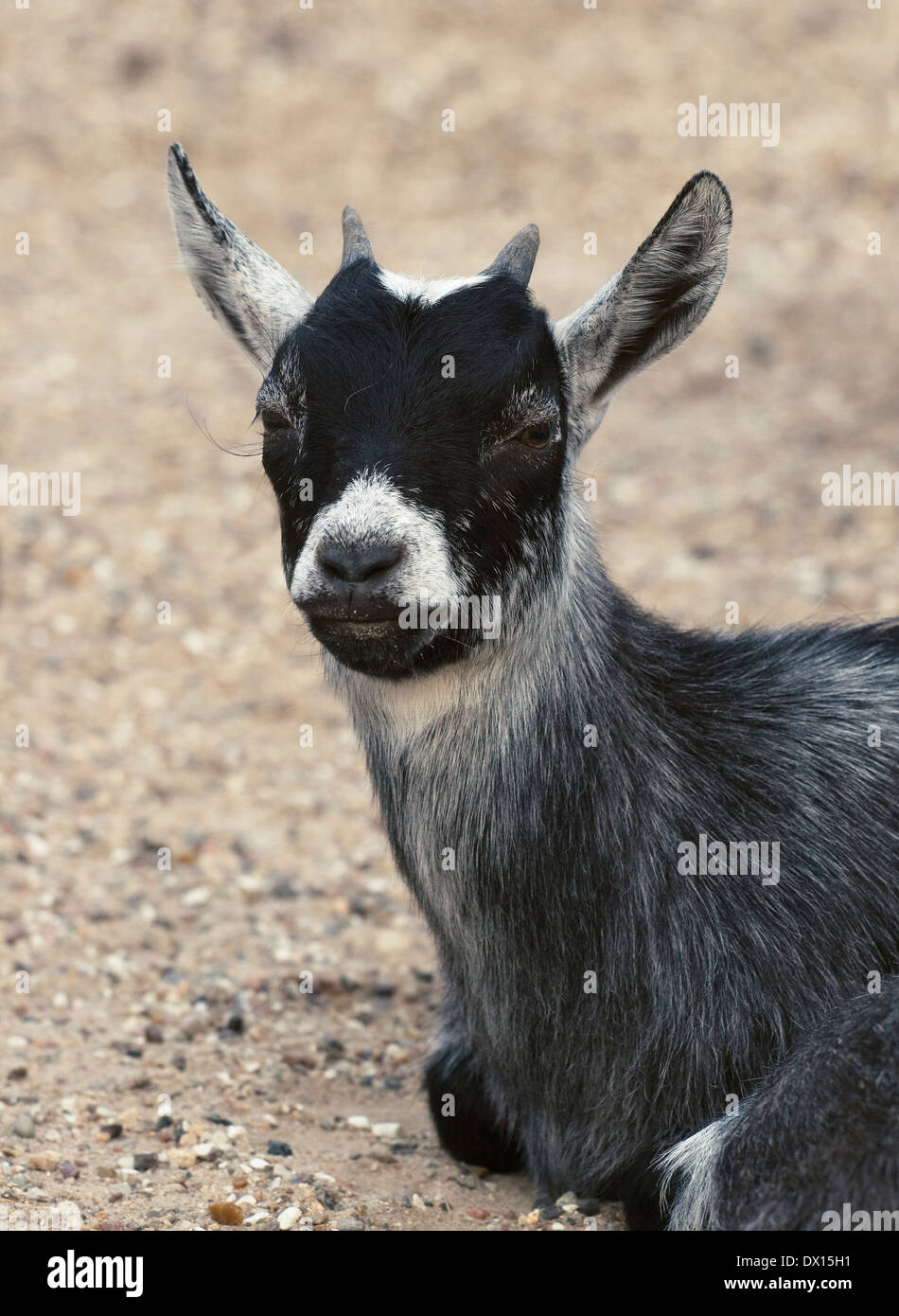 Gray baby goat sitting on the ground Stock Photo - Alamy