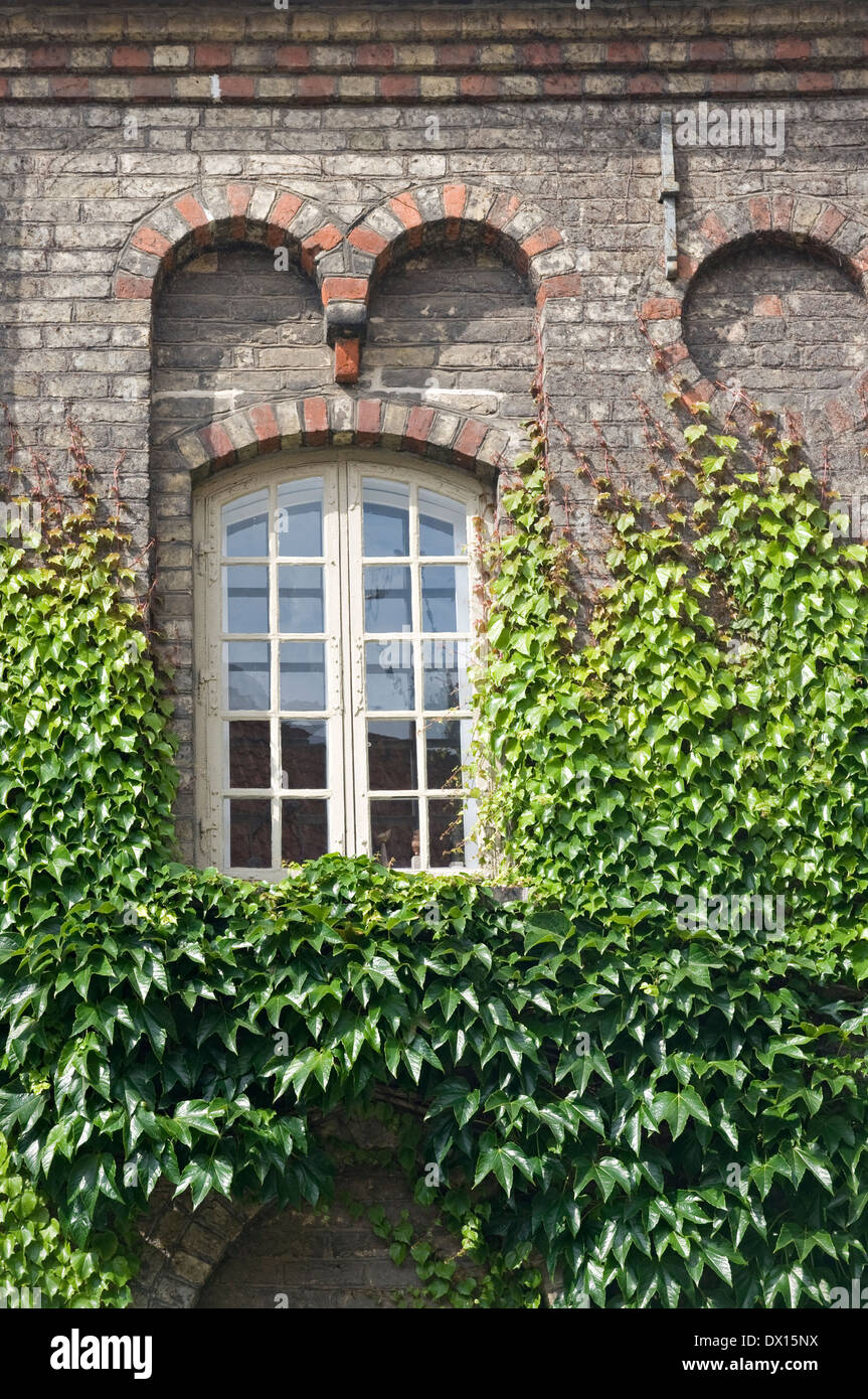 Wall of a house with window covered with ivy Stock Photo - Alamy