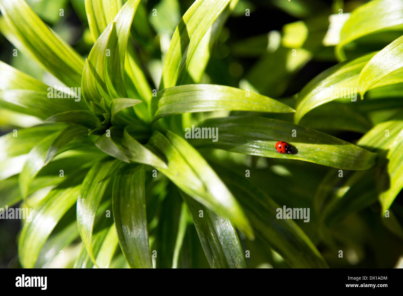 Istanbul, Turkey -- Early spring flowers bloom following a short and ...