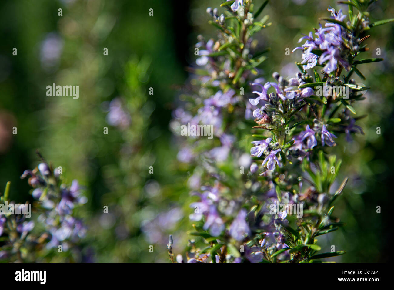Istanbul, Turkey -- Early spring flowers bloom following a short and ...