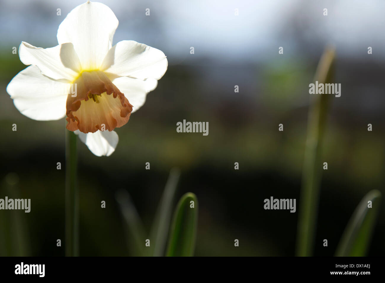 Istanbul, Turkey -- Early spring flowers bloom following a short and ...