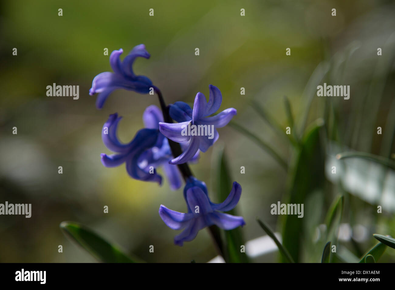 Istanbul, Turkey -- Early spring flowers bloom following a short and ...