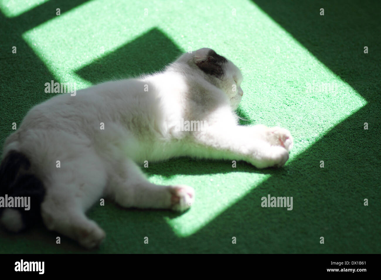 Cat Sleeping in light and shadows Stock Photo - Alamy