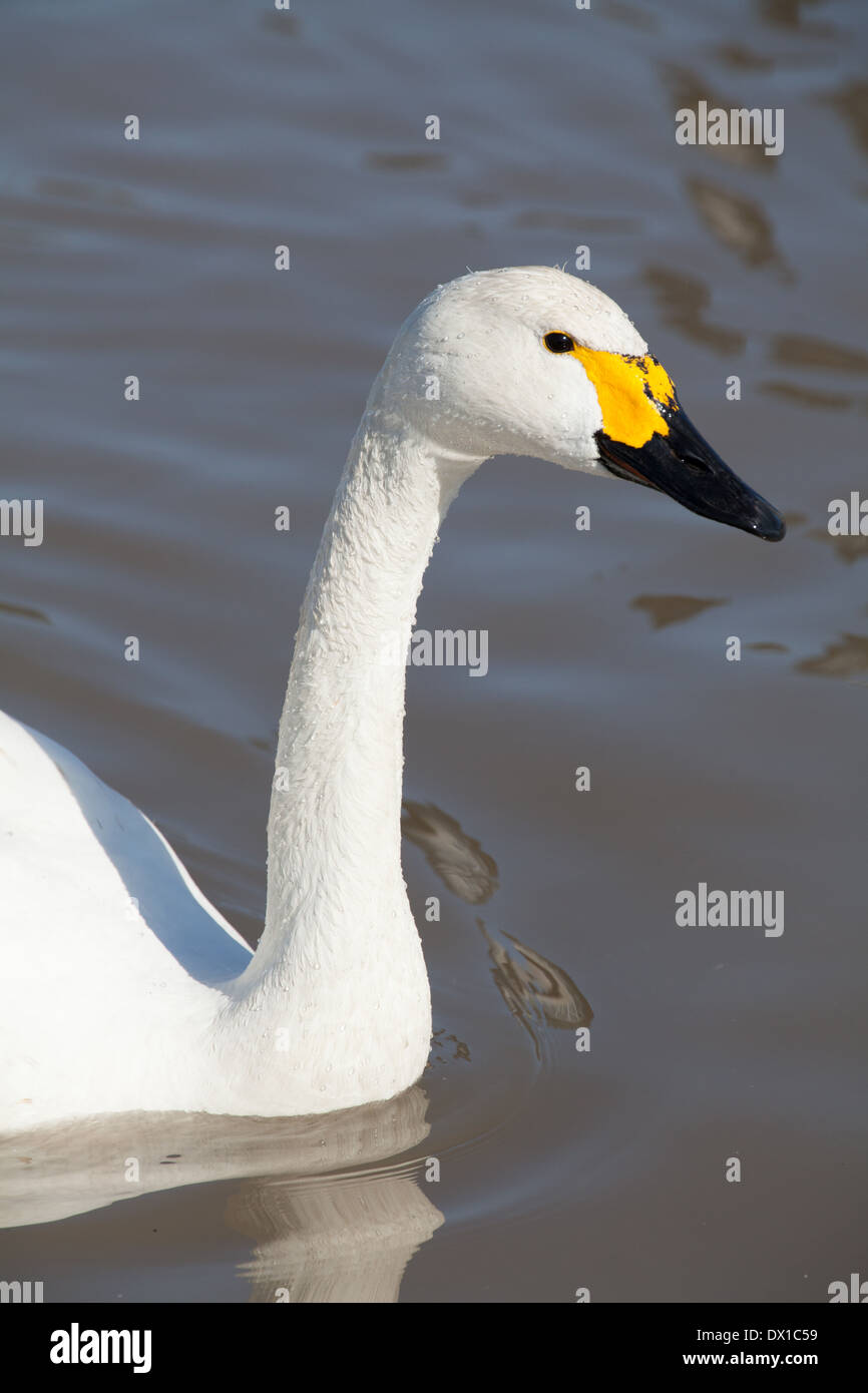 Bewick swan head swan hi-res stock photography and images - Alamy