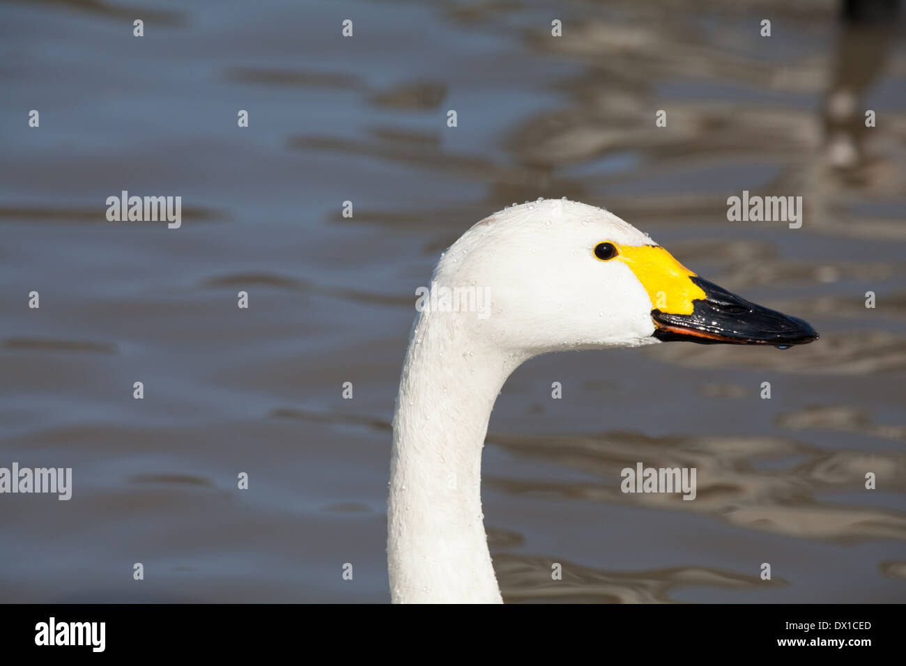Bewick swan slimbridge hi-res stock photography and images - Alamy