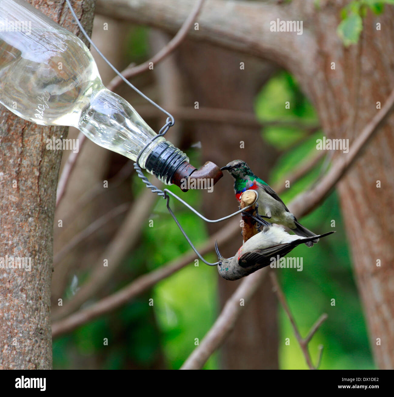 Lesser Double-collared Sunbird or Southern Double-collared Sunbird ...
