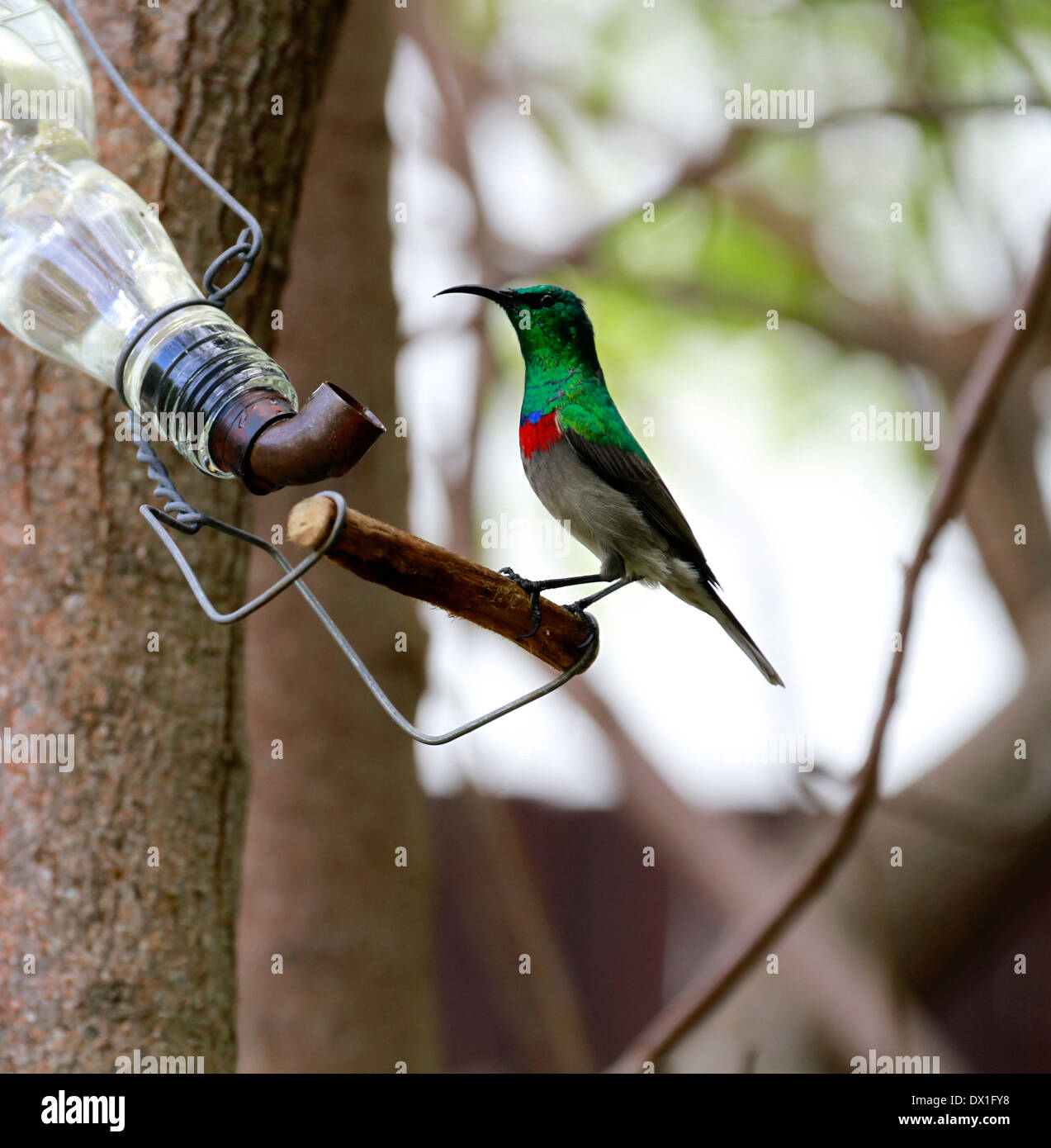 Lesser Double-collared Sunbird or Southern Double-collared Sunbird ...