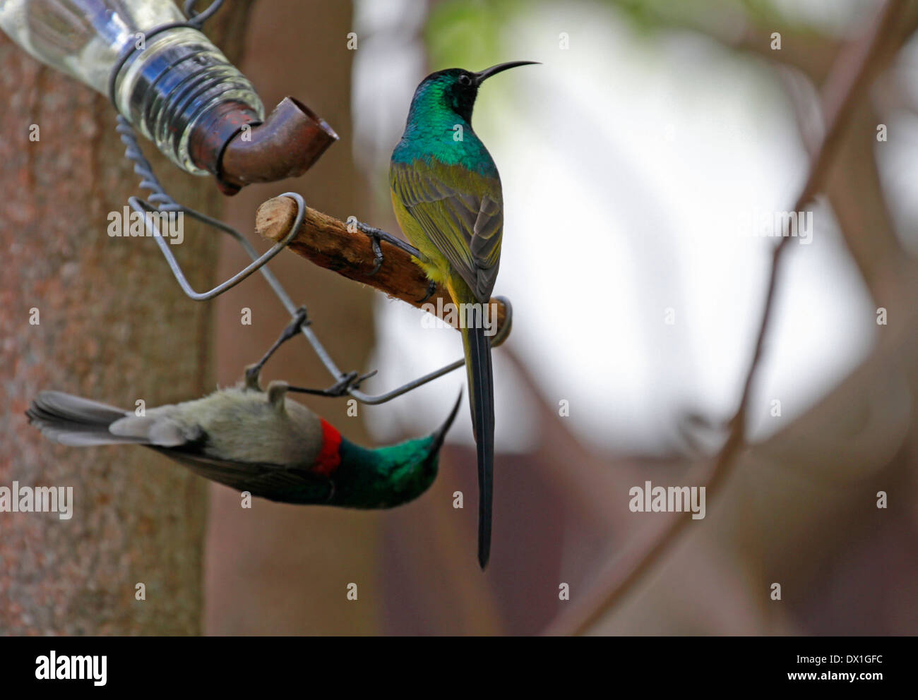 Lesser Double-collared Sunbird (Cinnyris chalybeus) and Orange-breasted ...