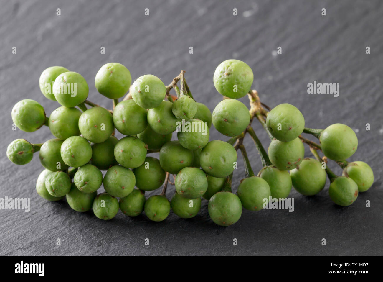 Turkey berry hi-res stock photography and images - Alamy