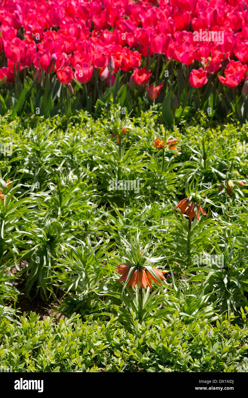 Inverted tulip hi-res stock photography and images - Alamy