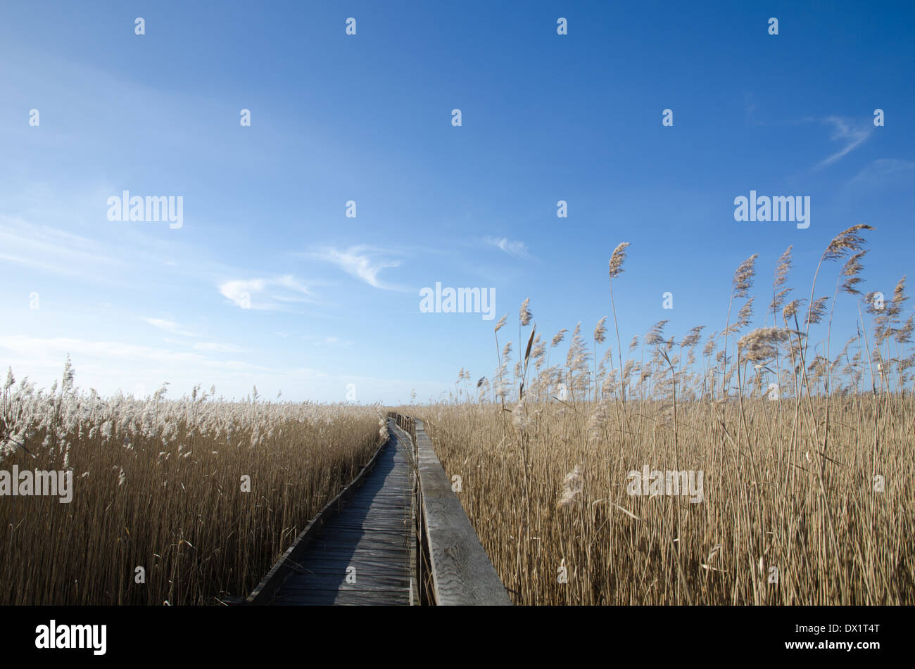 Wooden footpath through the reeds in a wetland at the swedish island ...