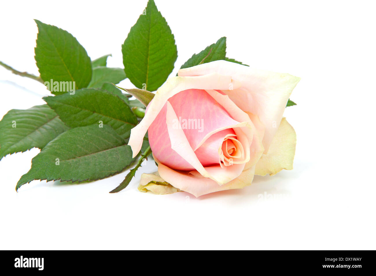 One pink rose in closeup over white background Stock Photo - Alamy