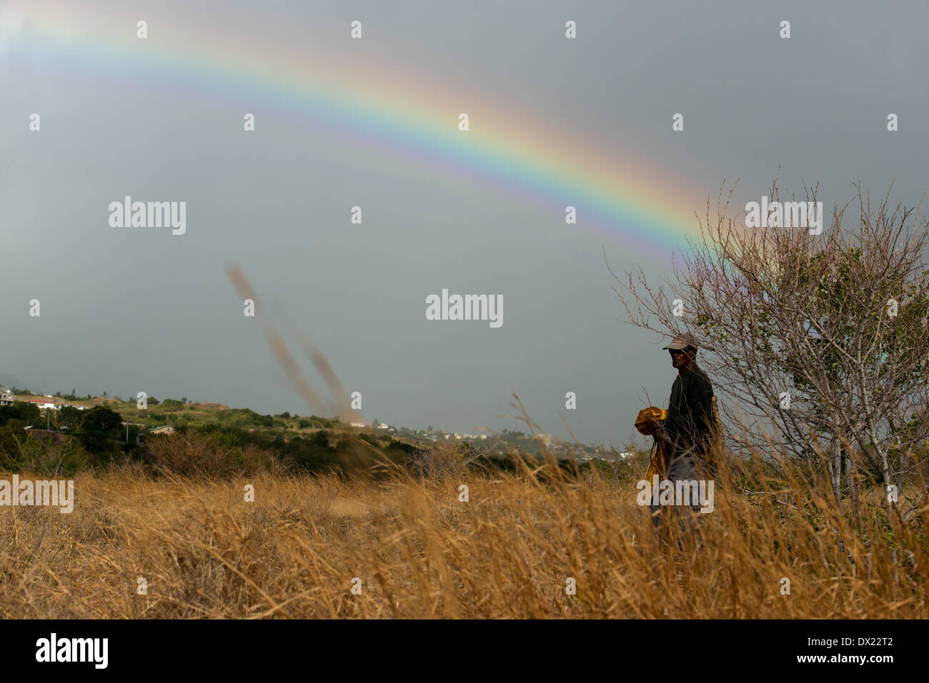 Sunset with rainbow background. A cowboy care of his cows. In Réunion ...