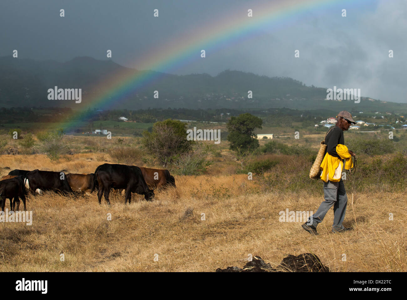 Sunset with rainbow background. A cowboy care of his cows. In Réunion ...