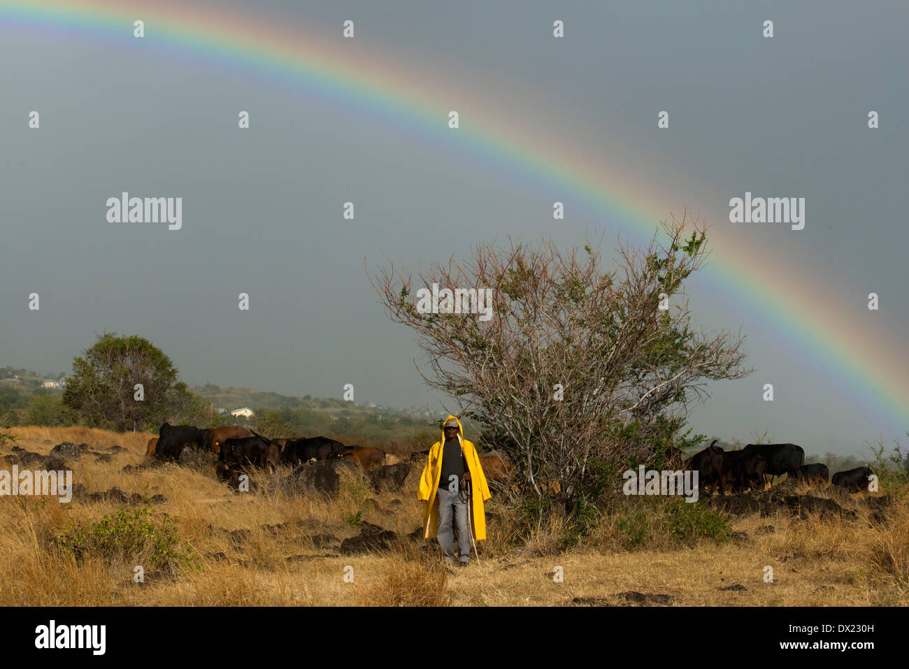 Sunset with rainbow background. A cowboy care of his cows. In Réunion ...