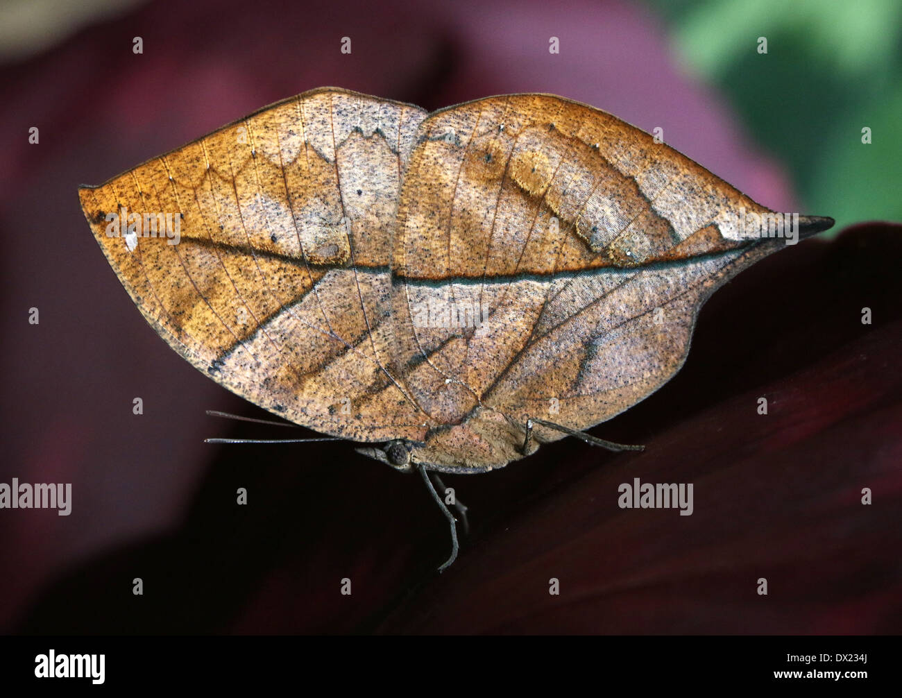 Brown butterfly dead leaf hi-res stock photography and images - Alamy