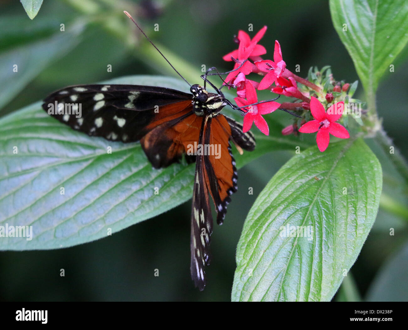 Tiger longwings hi-res stock photography and images - Alamy