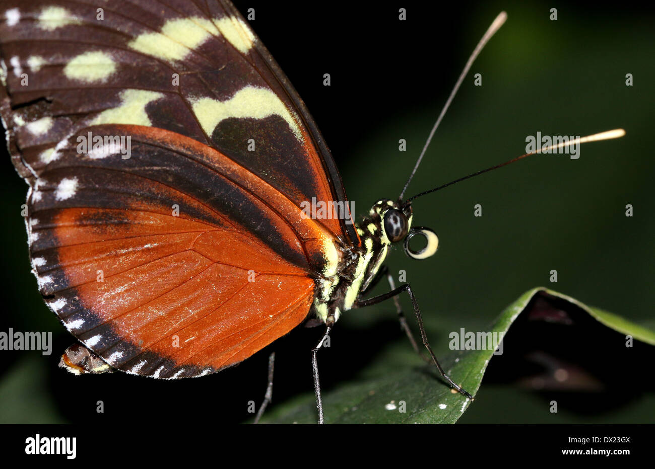 Tiger Longwing, Hecale Longwing or Golden Longwing butterfly ...