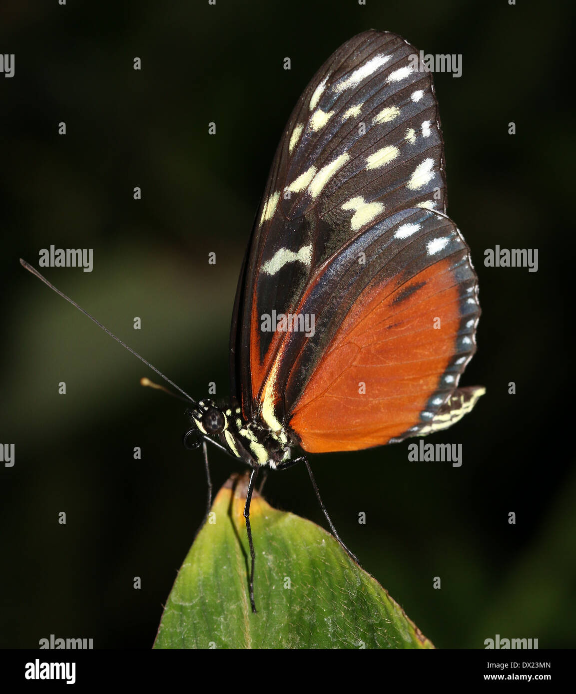 Tiger Longwing, Hecale Longwing or Golden Longwing butterfly ...