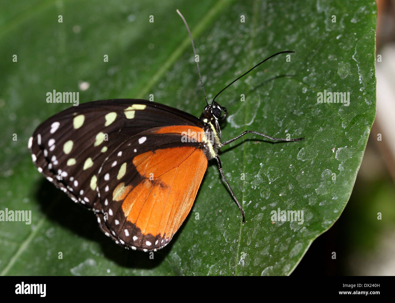Tiger Longwing, Hecale Longwing or Golden Longwing butterfly ...