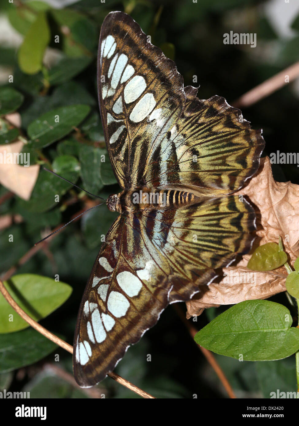 Brown clipper butterflies hi-res stock photography and images - Alamy