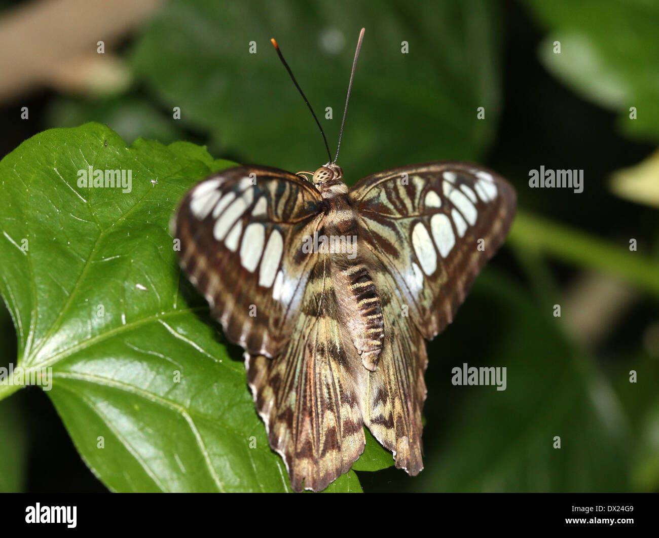Brown variety of the Clipper Butterfly (Parthenos sylvia Stock Photo ...