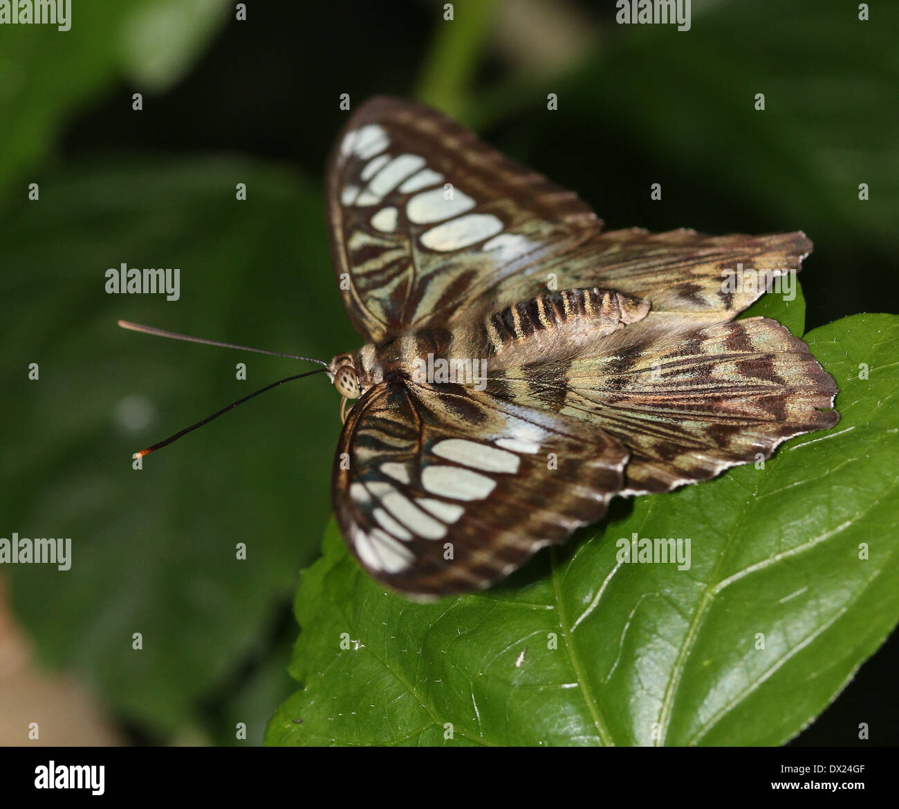 Brown variety of the Clipper Butterfly (Parthenos sylvia Stock Photo ...