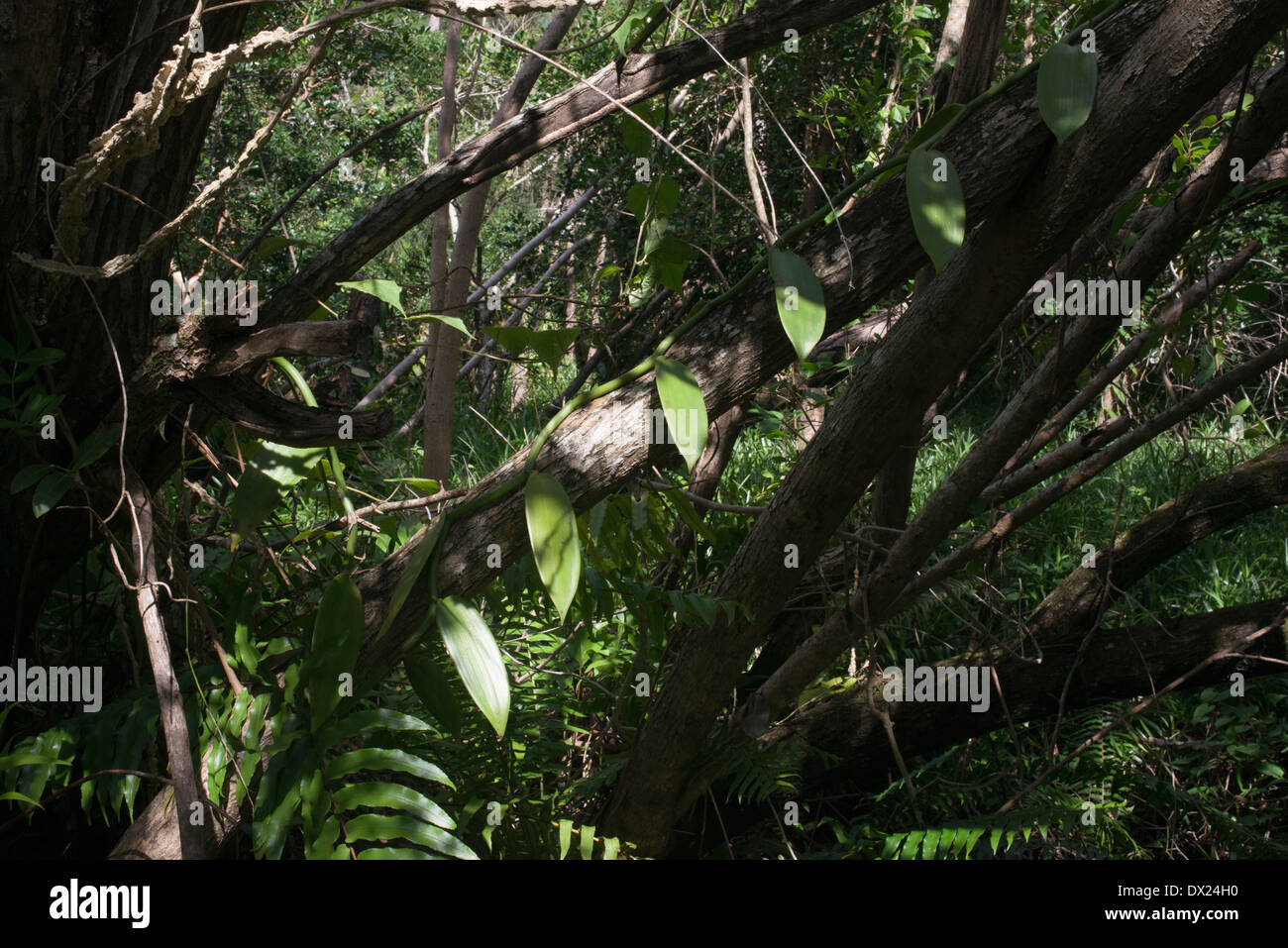 Vanilla plantations hi-res stock photography and images - Alamy