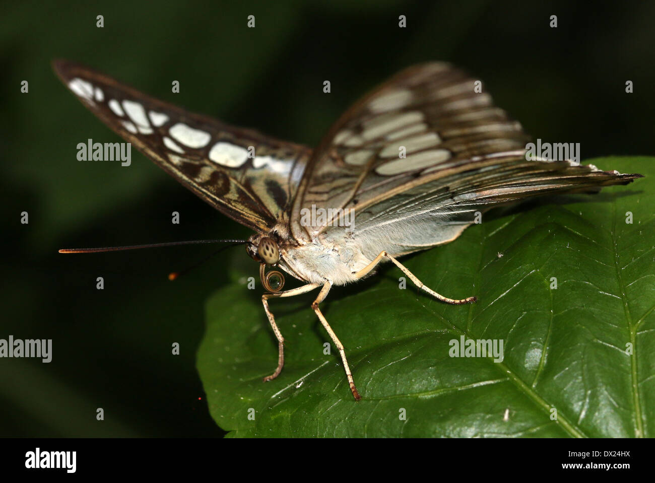 Brown variety of the Clipper Butterfly (Parthenos sylvia Stock Photo ...