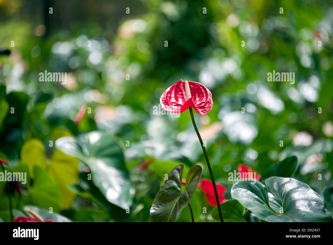 Anthurium (Flamingo lily) flower on green background Stock Photo - Alamy