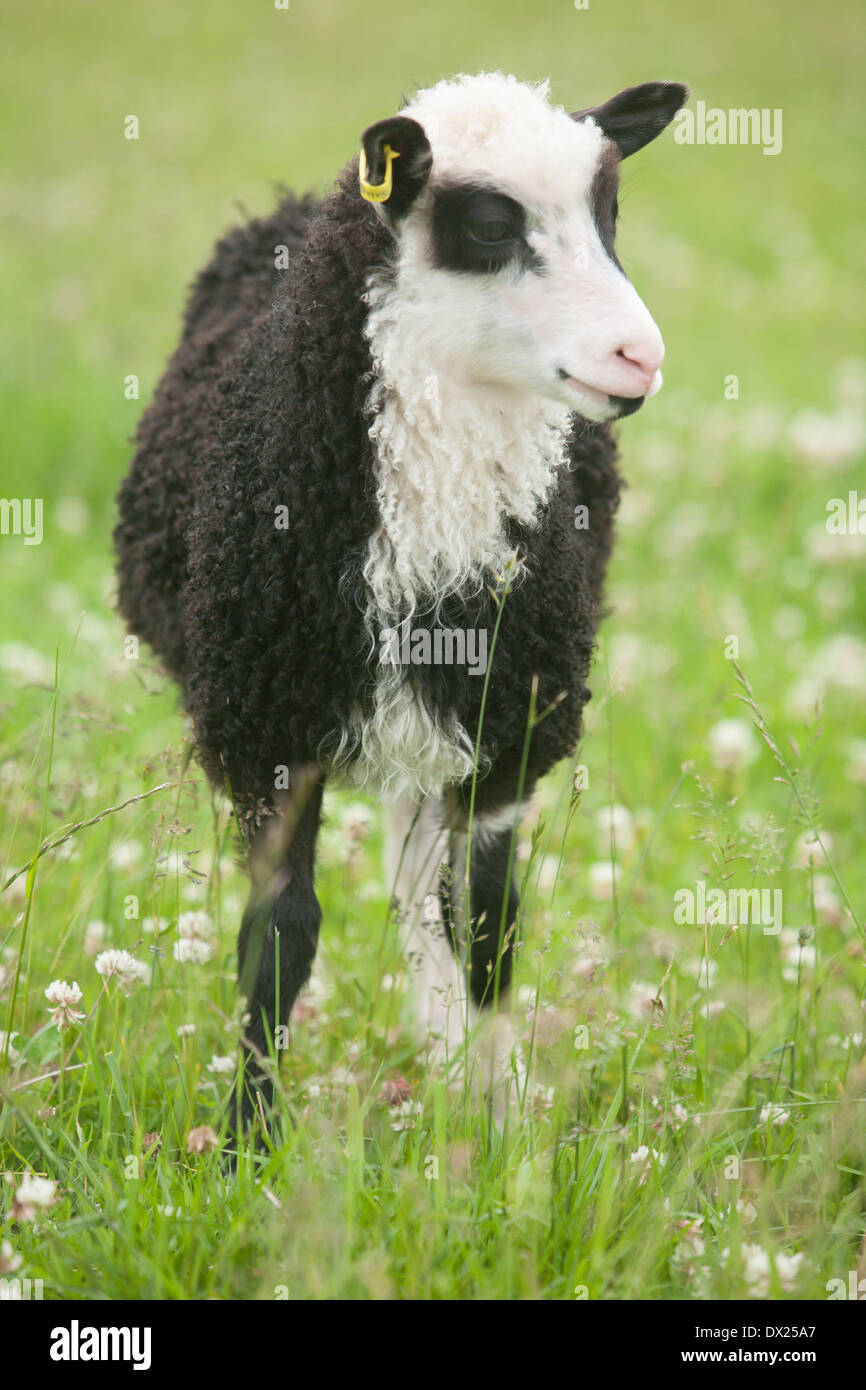 A Swedish Rya sheep lamb standing alone in a spring field, full length ...