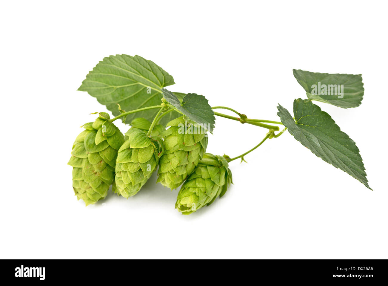 hop cones isolated Stock Photo - Alamy