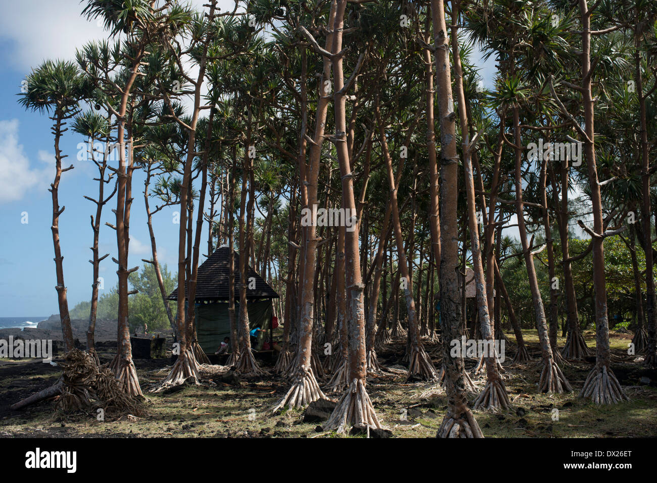 Palm trees in a giant volcanic arabe ou Les Puits volcanique garden ...