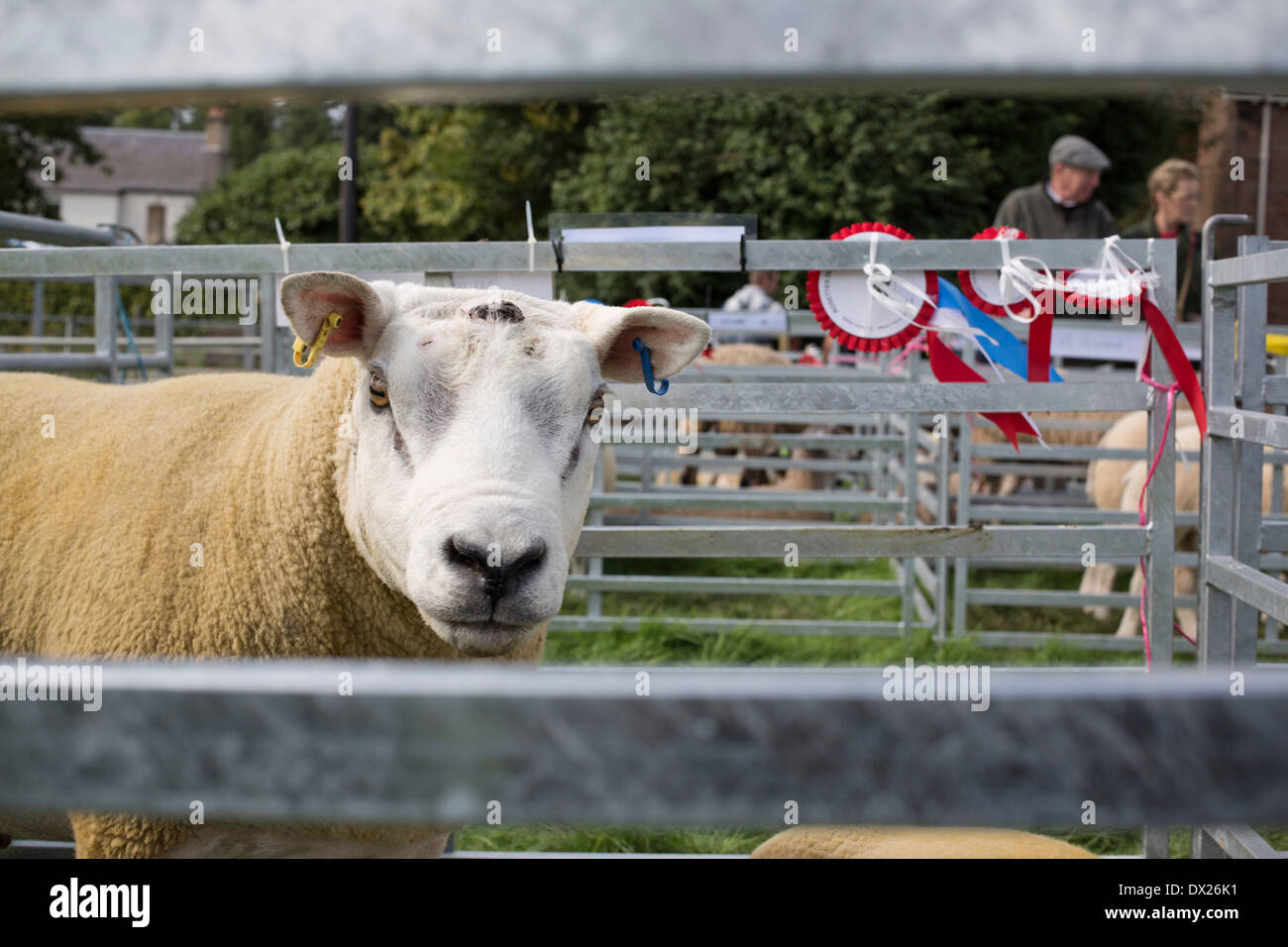 A prize winning sheep look out of its pen at the Holm Show in ...