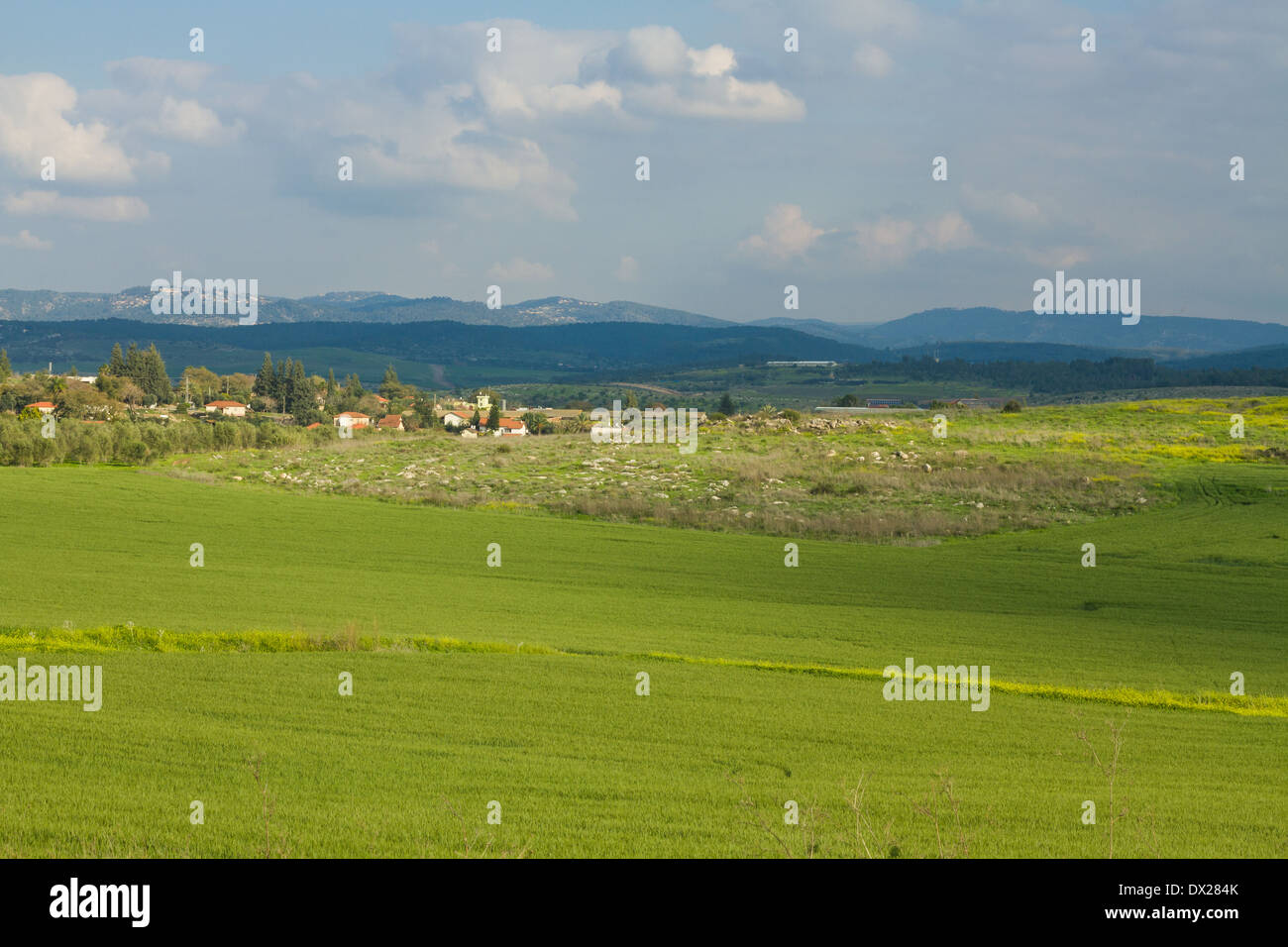Wheat field green yellow israel farm hi-res stock photography and ...