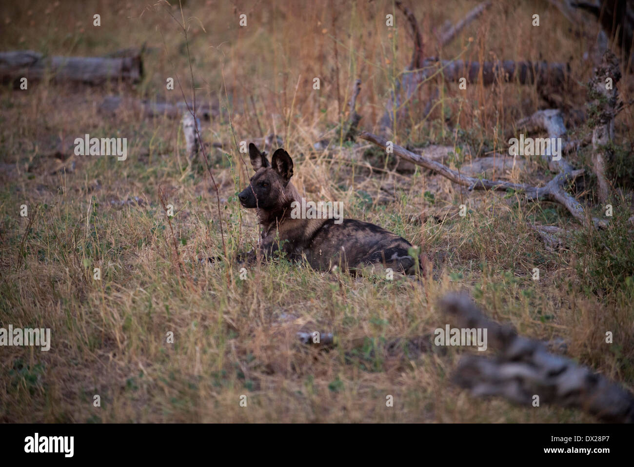 Two African wild dogs or hunting dogs (wild dog) near Camp Khwai River ...