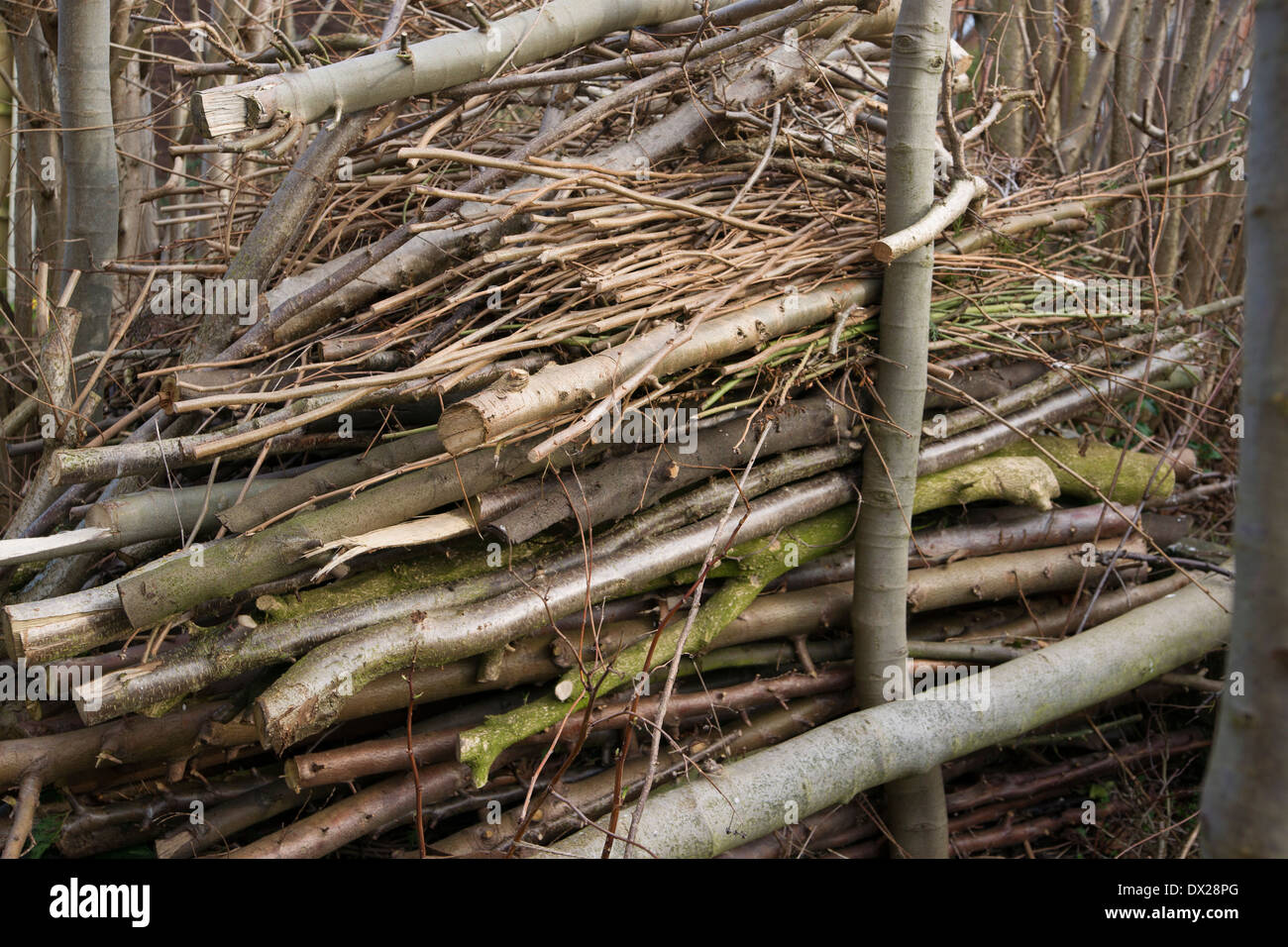 Logs and Branches in a wood pile Stock Photo - Alamy