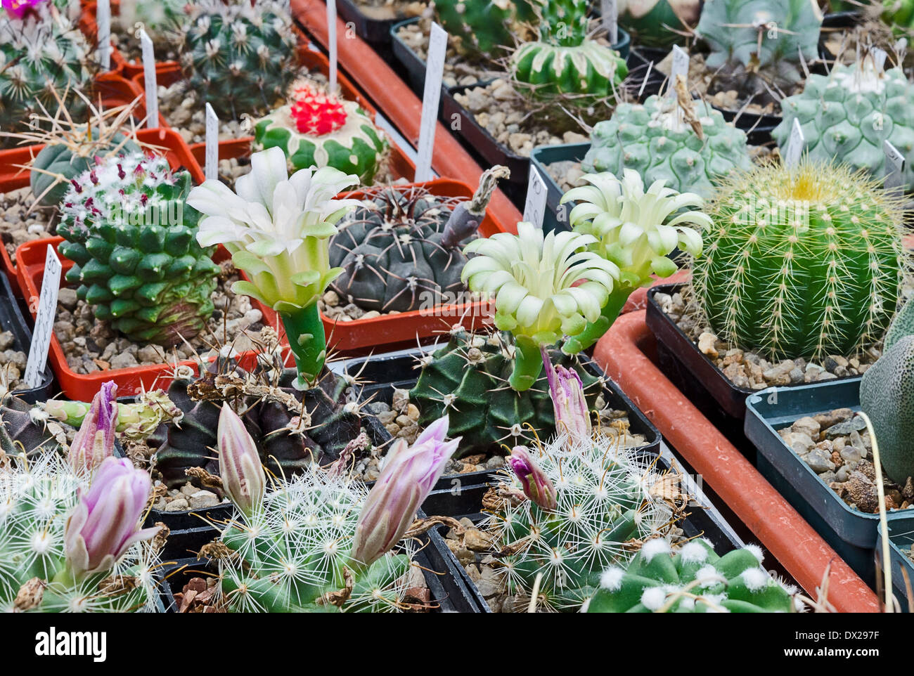 Cactus collection hi-res stock photography and images - Alamy
