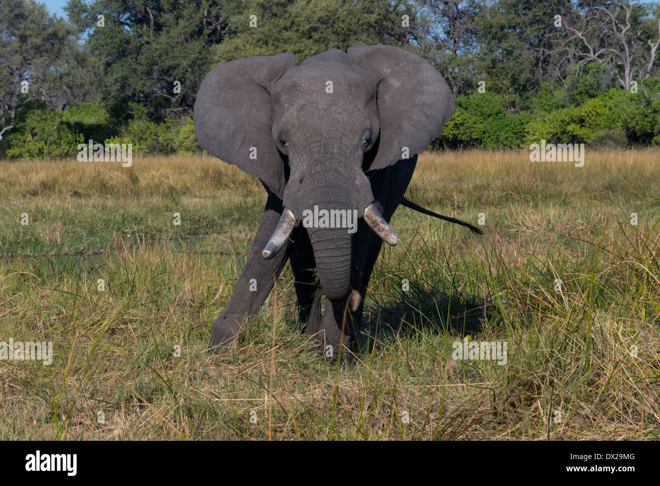 Elephant legs hi-res stock photography and images - Alamy