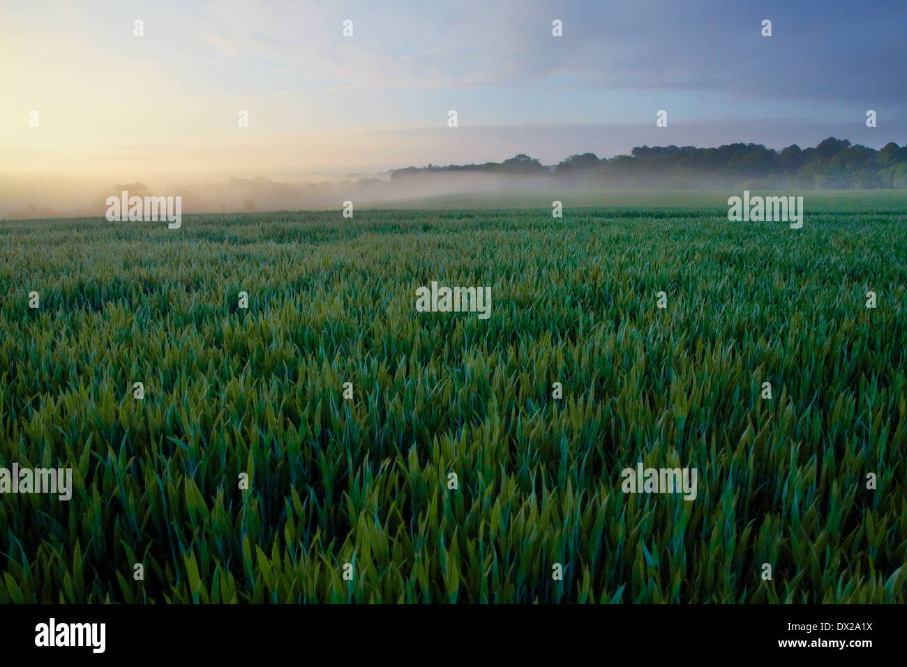 Mist on fields, Kent, vanilla sky, crops Stock Photo - Alamy