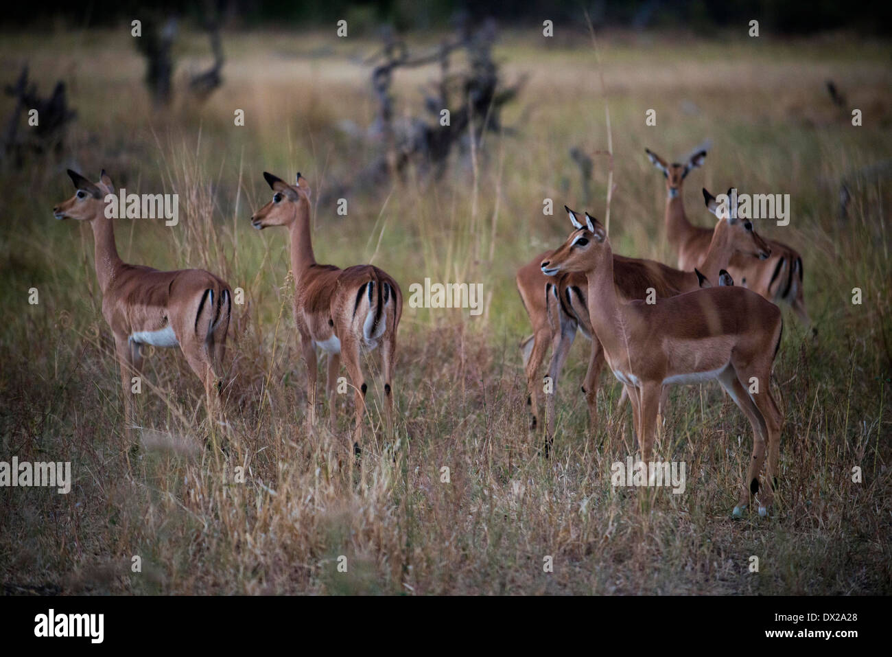 Joseph thompson explorer hi-res stock photography and images - Alamy