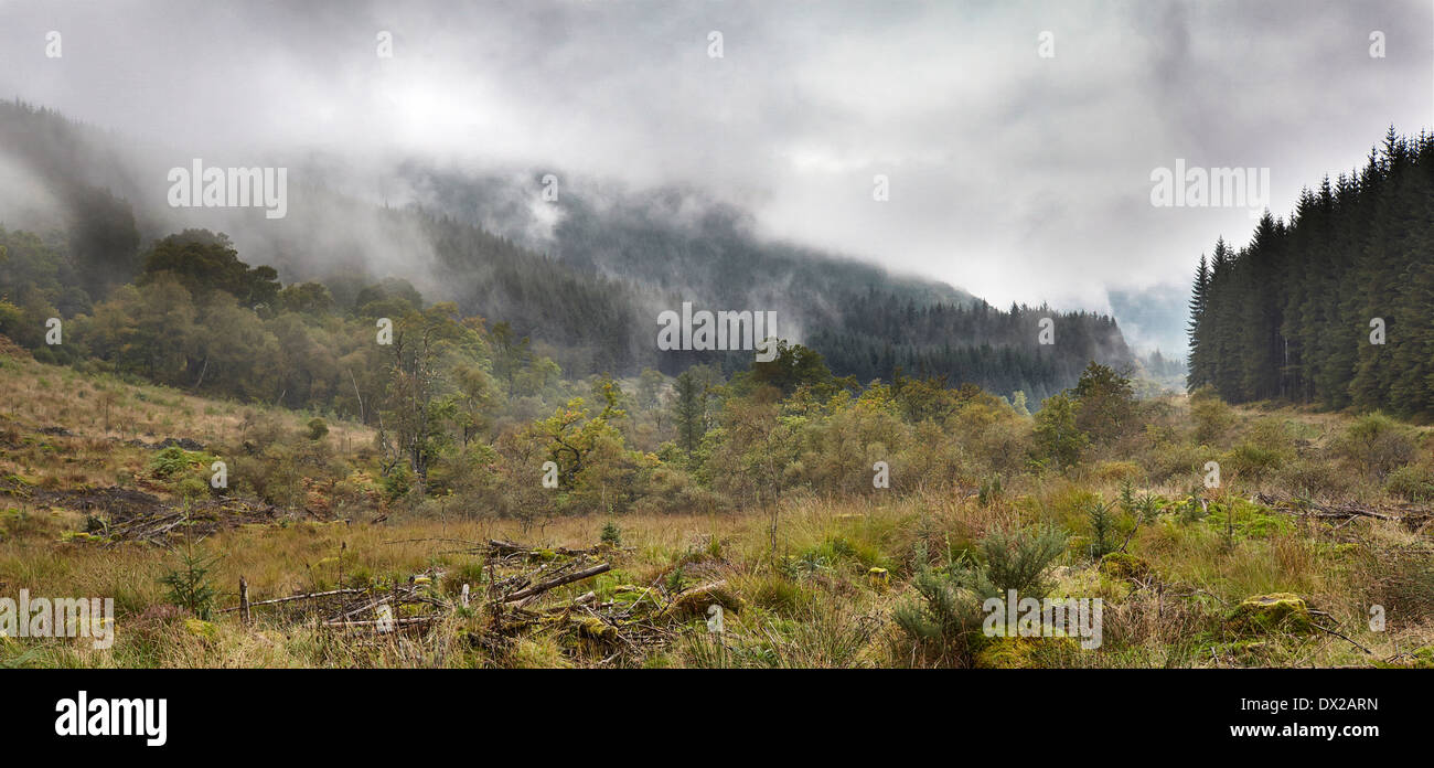 Broadleaf and pine trees at Glenbranter Forest Stock Photo - Alamy