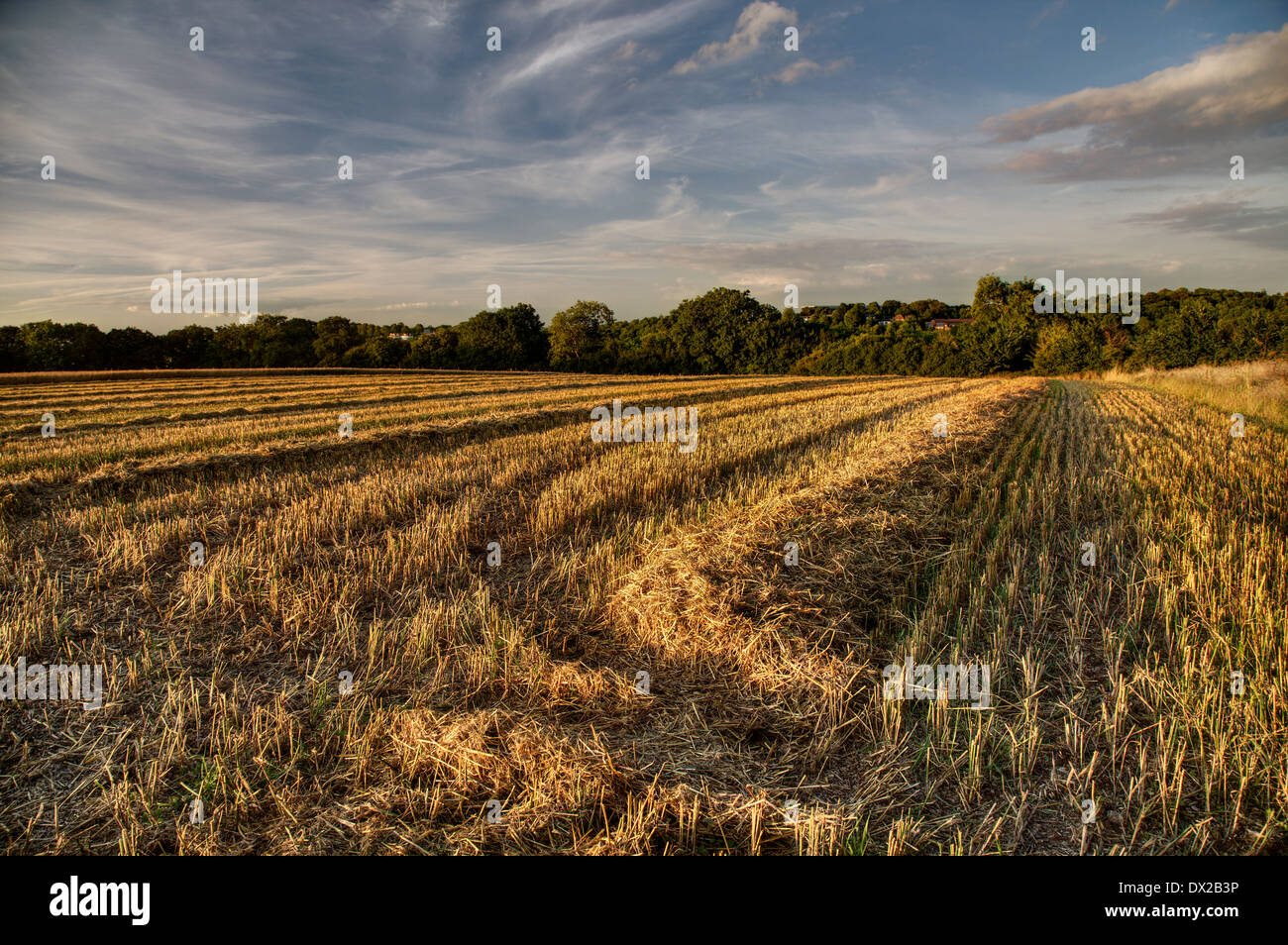 Fields in kent hi-res stock photography and images - Alamy