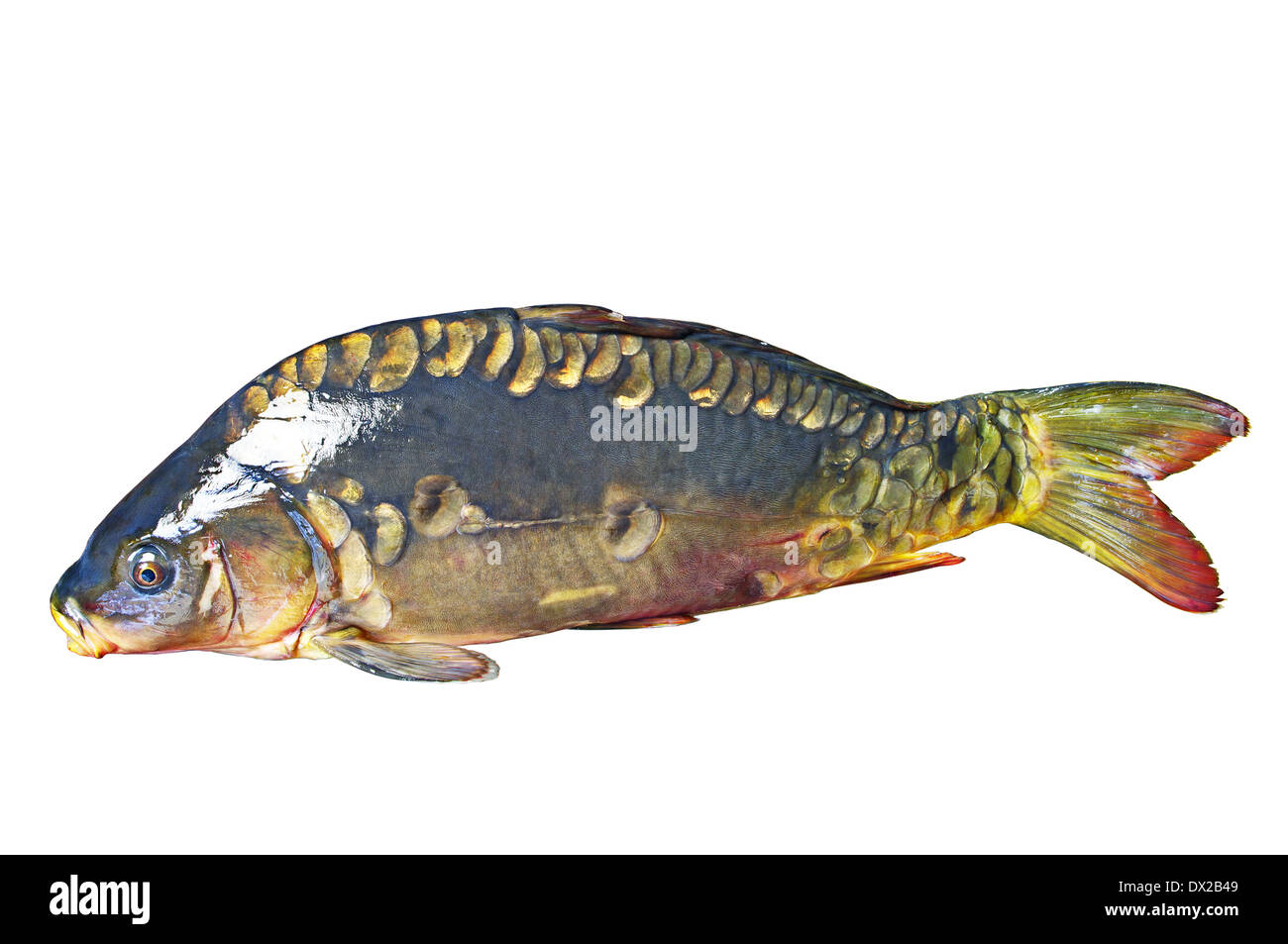 Mirror carp hi-res stock photography and images - Alamy