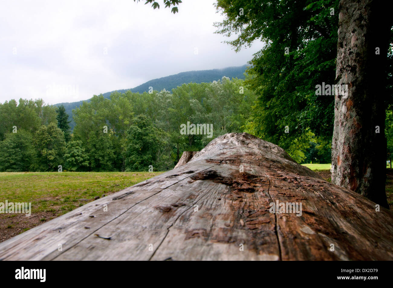 Hard wood trees hi-res stock photography and images - Alamy