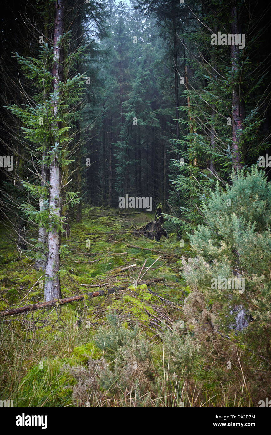 Broadleaf and pine trees at Glenbranter Forest Stock Photo - Alamy